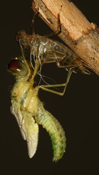 Proses Capung Keluar dari Nimfa